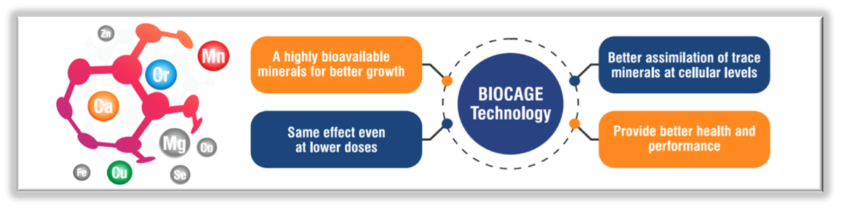 BioCage™ – Imkuraq